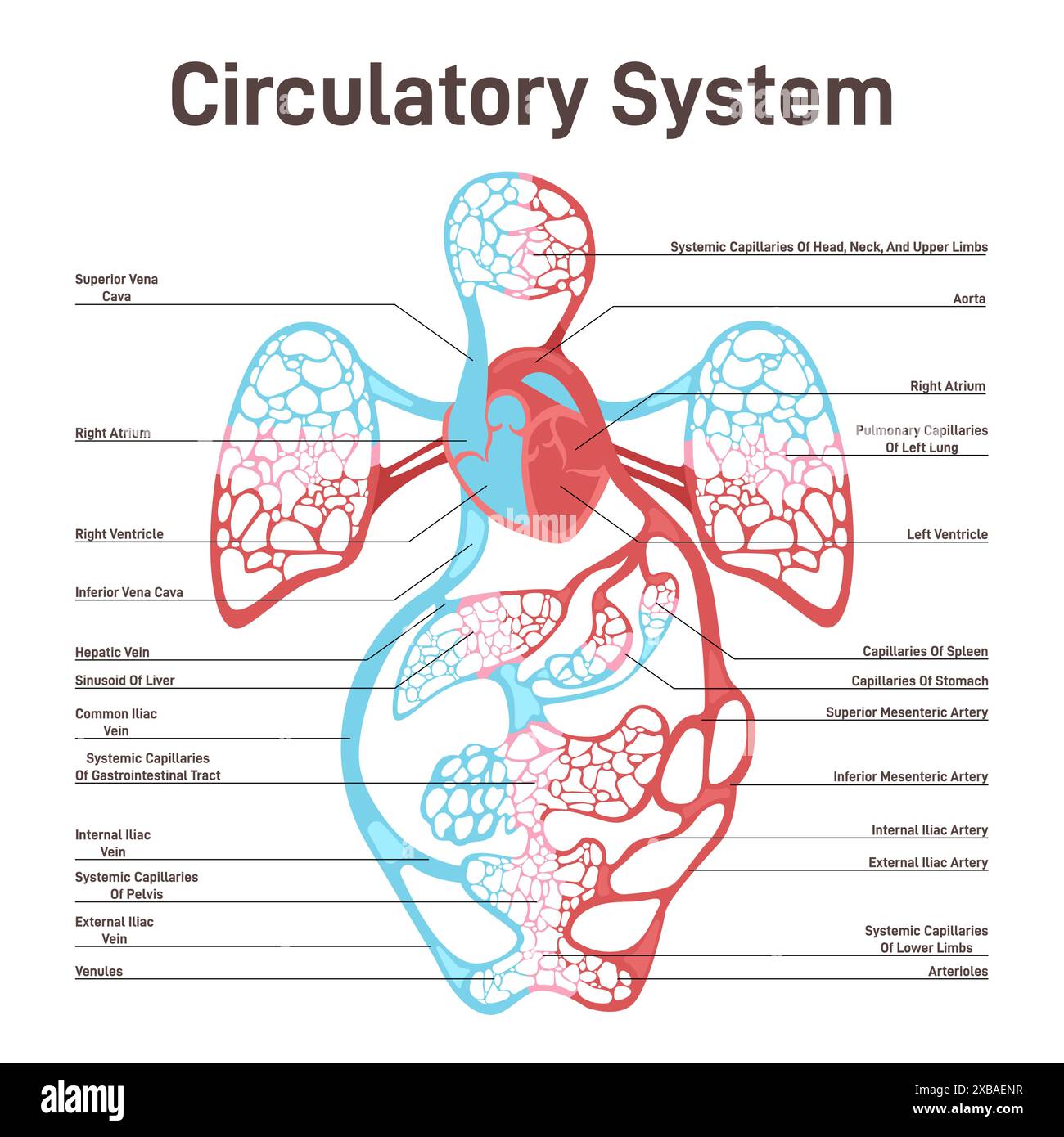 Heart Pumping Blood Circulatory System at Stephanie Wolfe blog