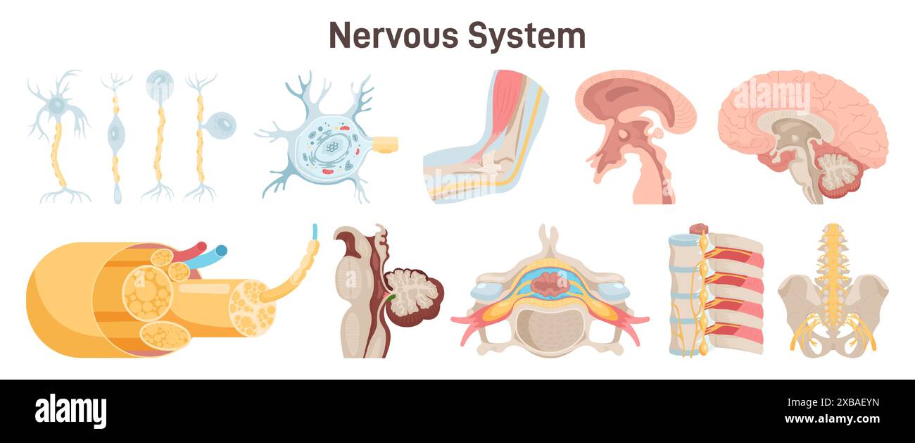 Human nervous system organs set. Parasympathetic and sympathetic nerves ...