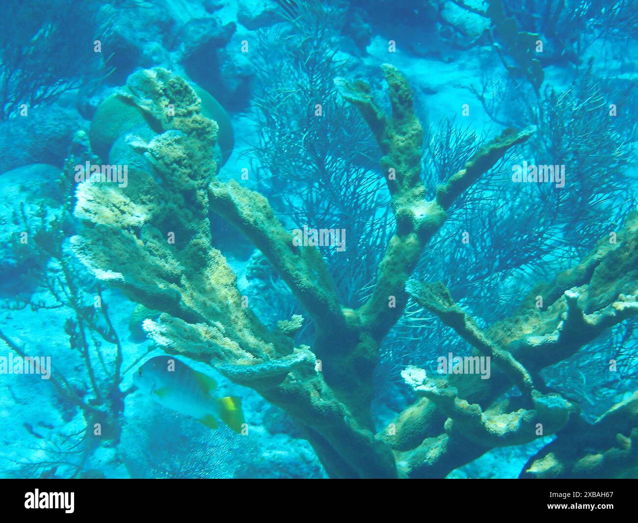 Elkhorn coral (Acropora palmata) an important reef-building coral in ...
