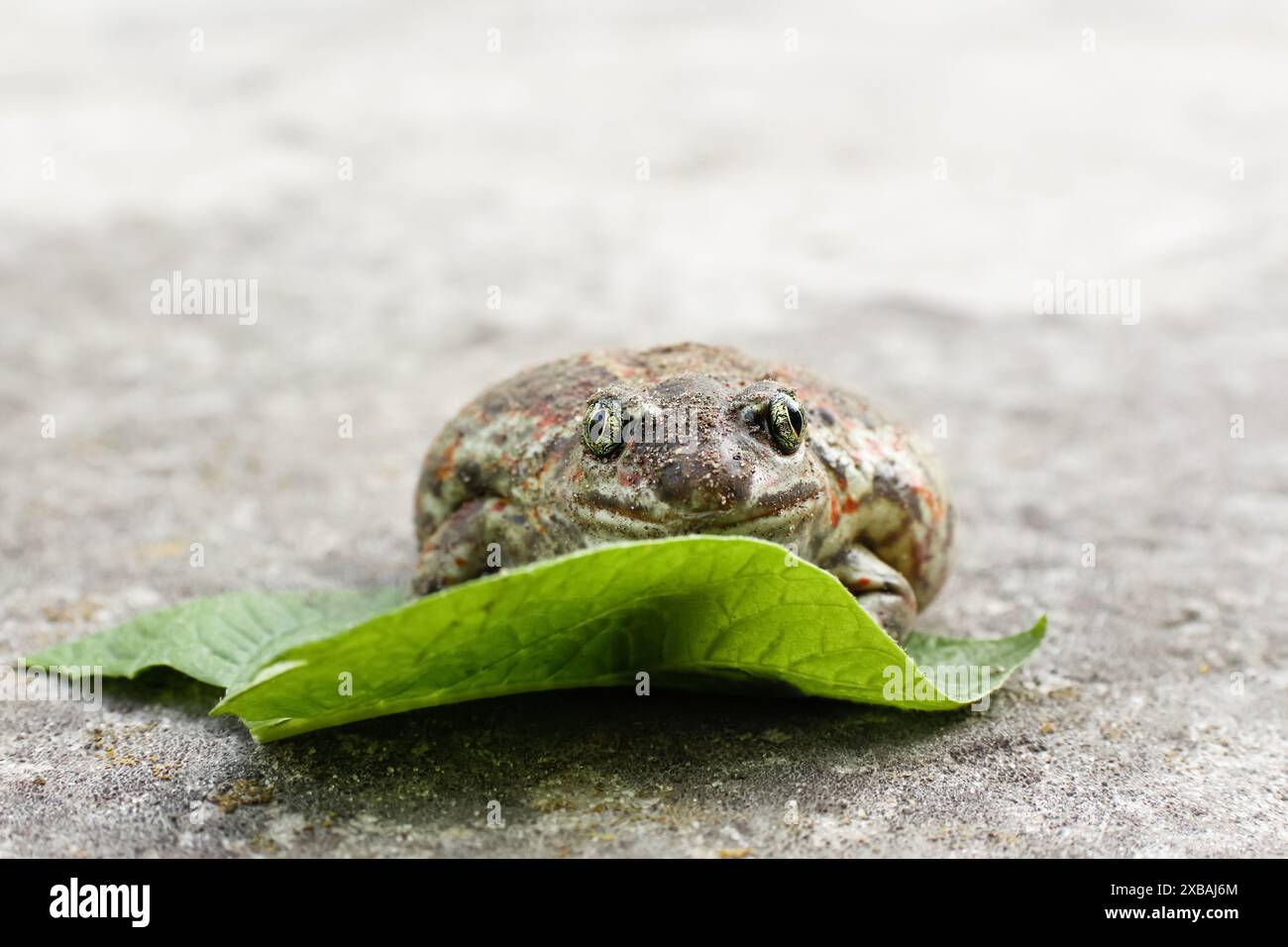 American frog, amphibian animal. Big toad from Australia, background ...