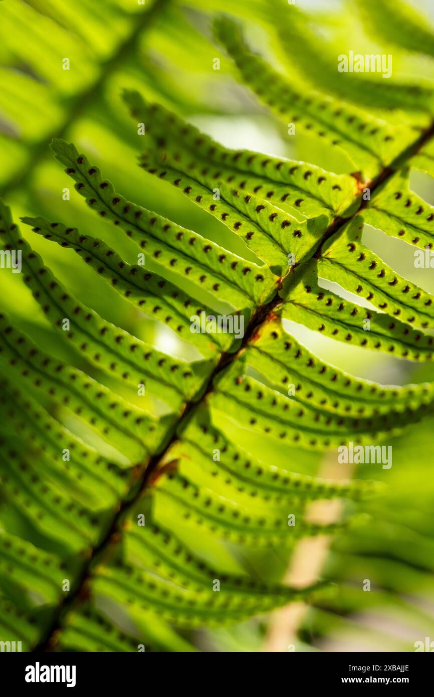 Sword fern hi-res stock photography and images - Alamy