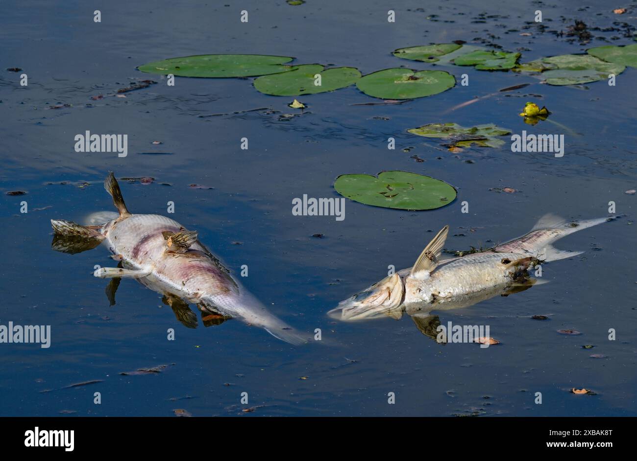 11 June 2024, Brandenburg, Frankfurt (Oder): Two large dead fish about ...