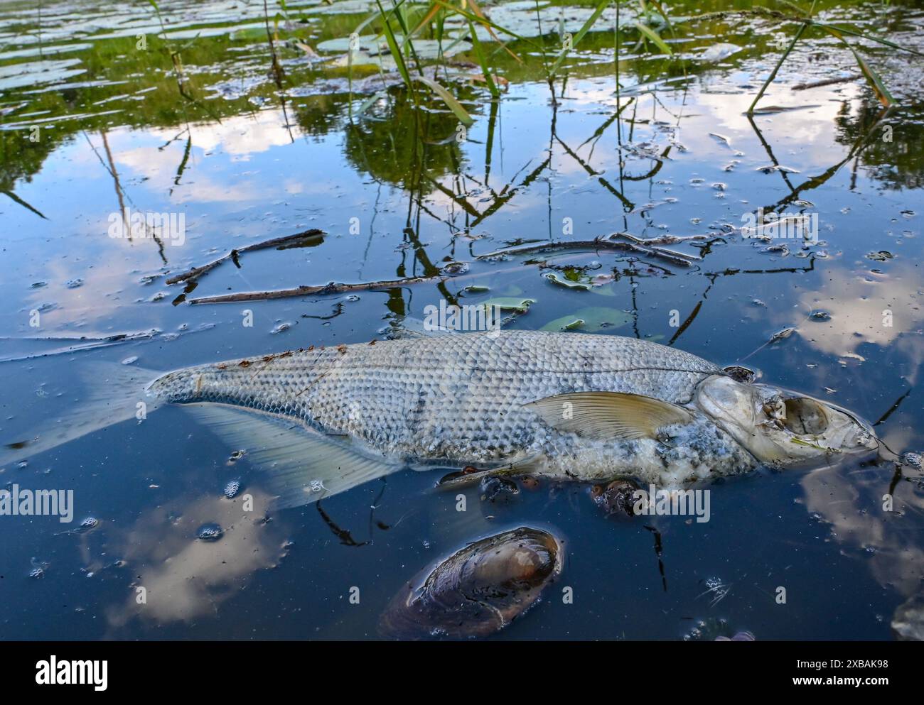 11 June 2024, Brandenburg, Frankfurt (Oder): A dead fish and a dead ...