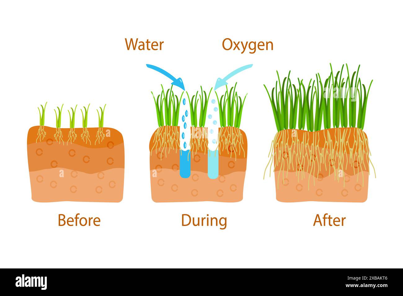 Lawn aeration stage illustration. Before and after aeration. Gardening ...