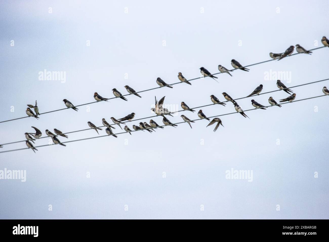 Swallows (Hirundo rustica) lining up ready to migrate south in Cumbria ...