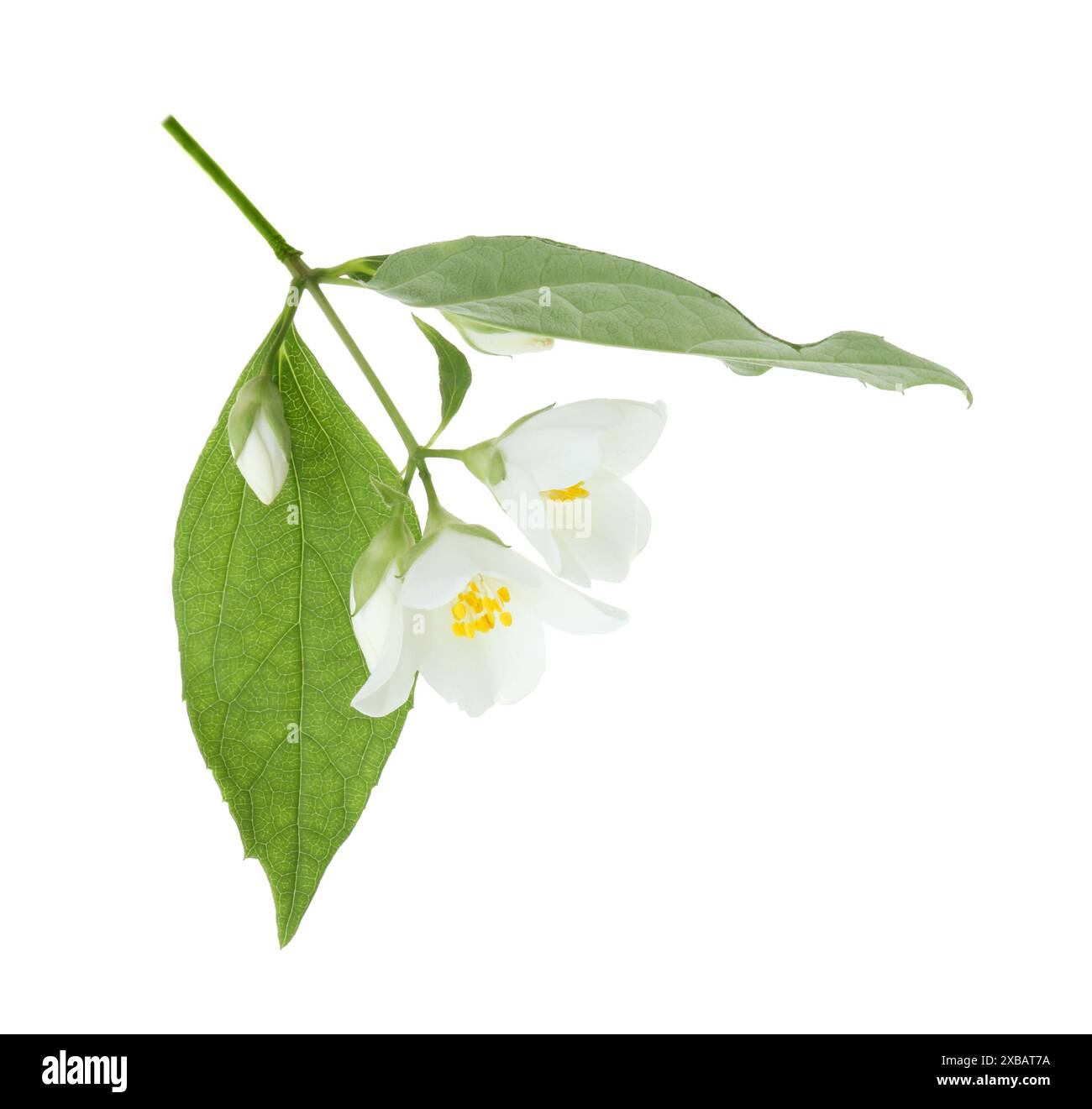 Jasmine branch flowers isolated hi-res stock photography and images - Alamy