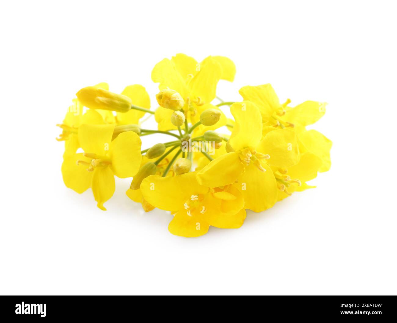 Beautiful yellow rapeseed flowers isolated on white Stock Photo - Alamy