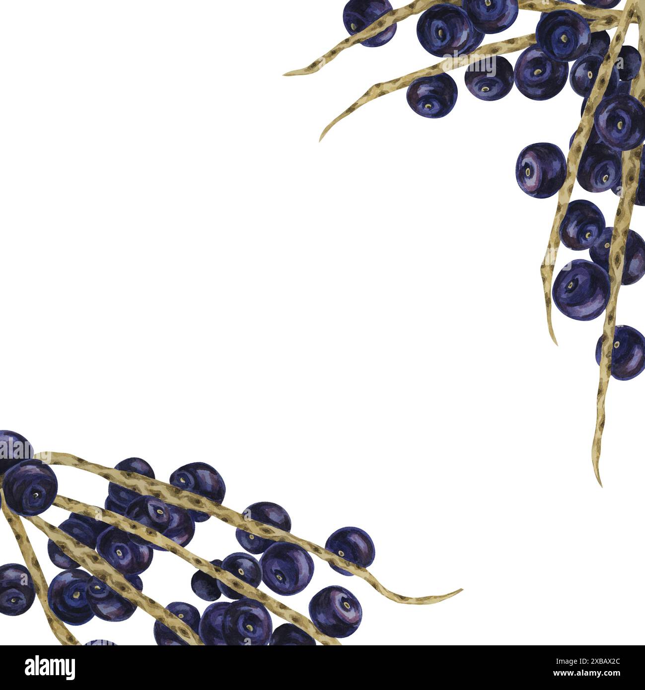 Acai berries superfood on the branches and palm leaves square frame ...