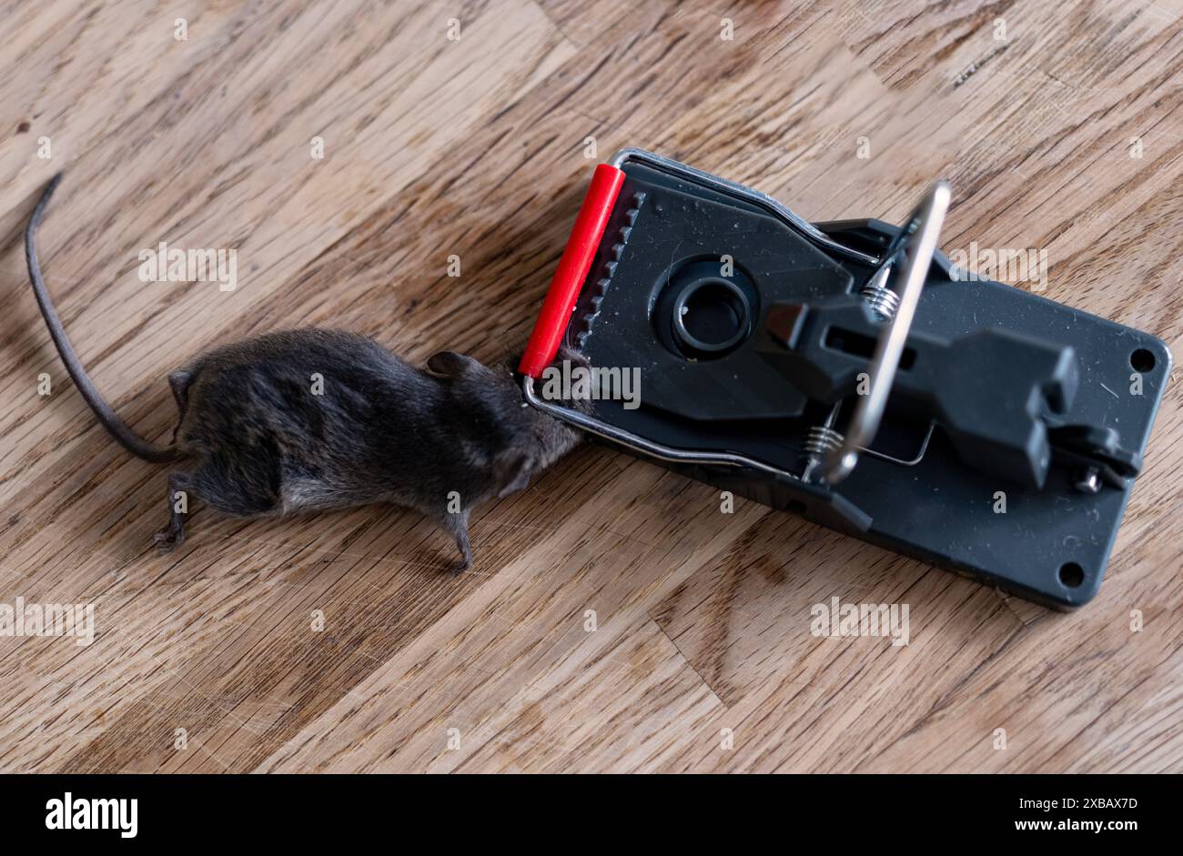 Killed a mouse hi-res stock photography and images - Alamy