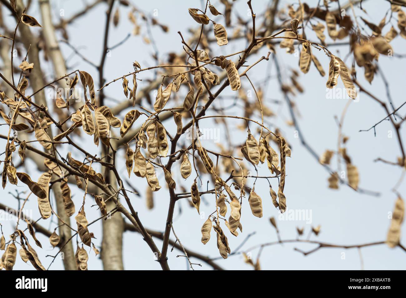 Close up of a brown color 'Robinia pseudoacacia' seed pod against a ...
