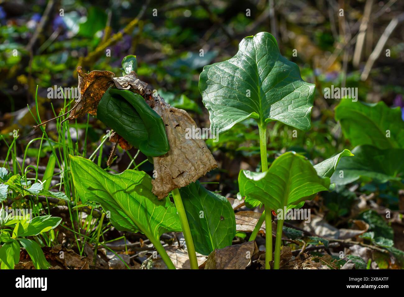 Cuckoopint or Arum maculatum arrow shaped leaf, woodland poisonous ...