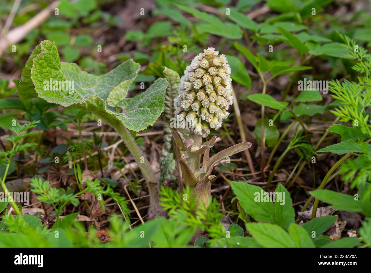 Inflorescences of butterbur, pestilence wort, Petasites hybridus ...