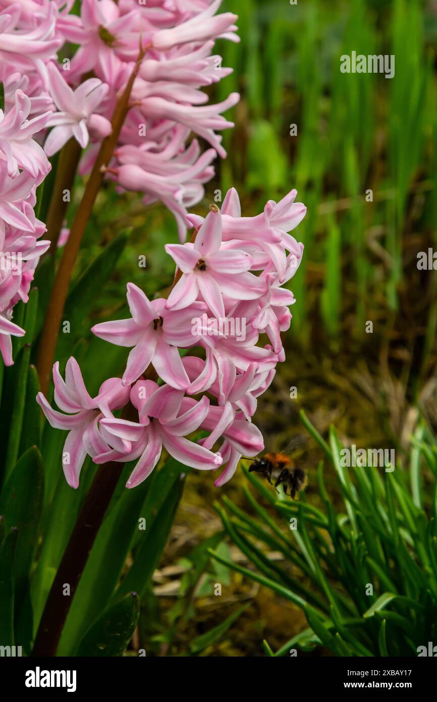 Pink Hyacinthus in a garden. Traditional spring flower Stock Photo - Alamy