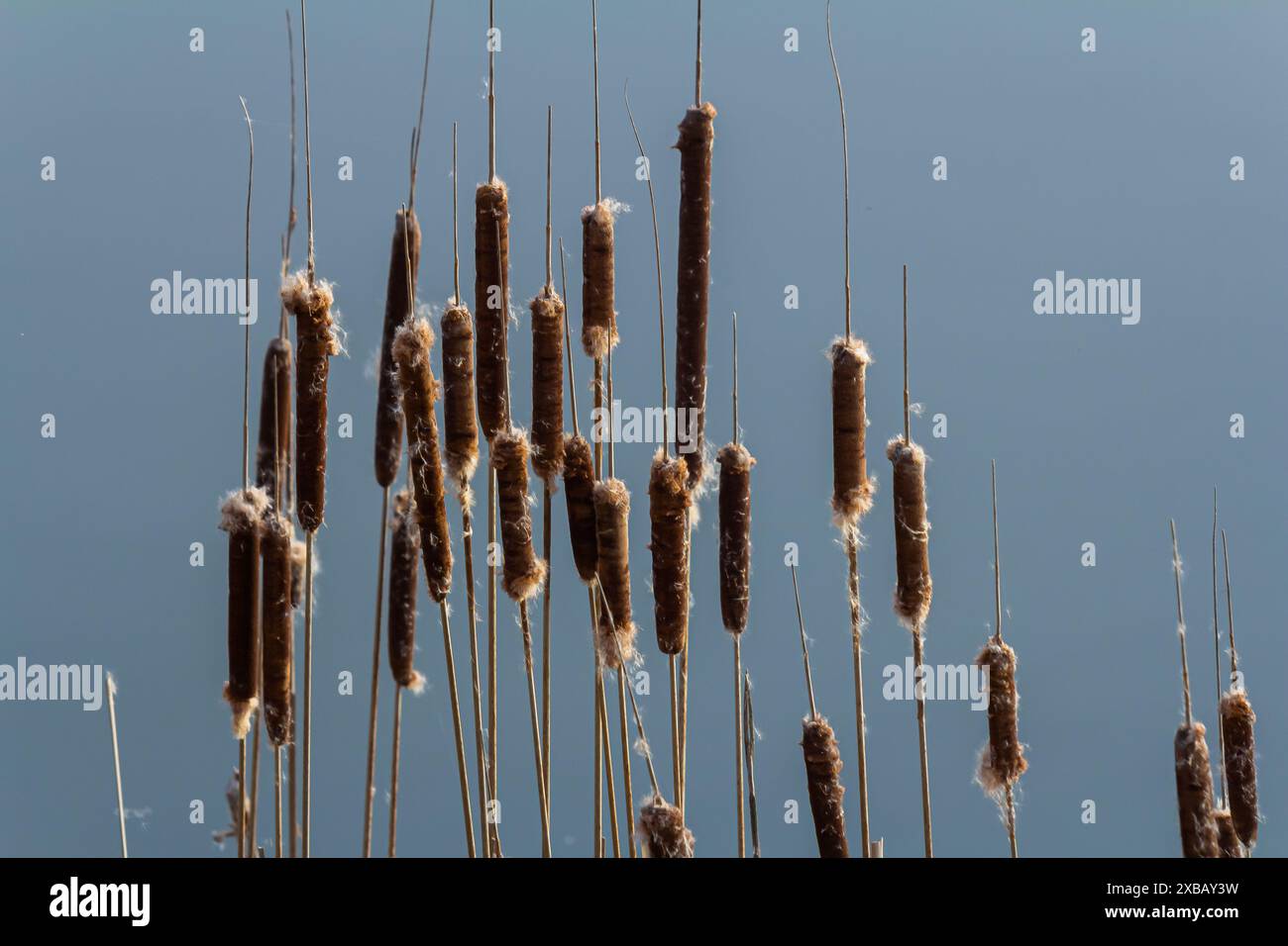 Swamp cattails Typha angustifolia Broadleaf brown flowers in spring ...
