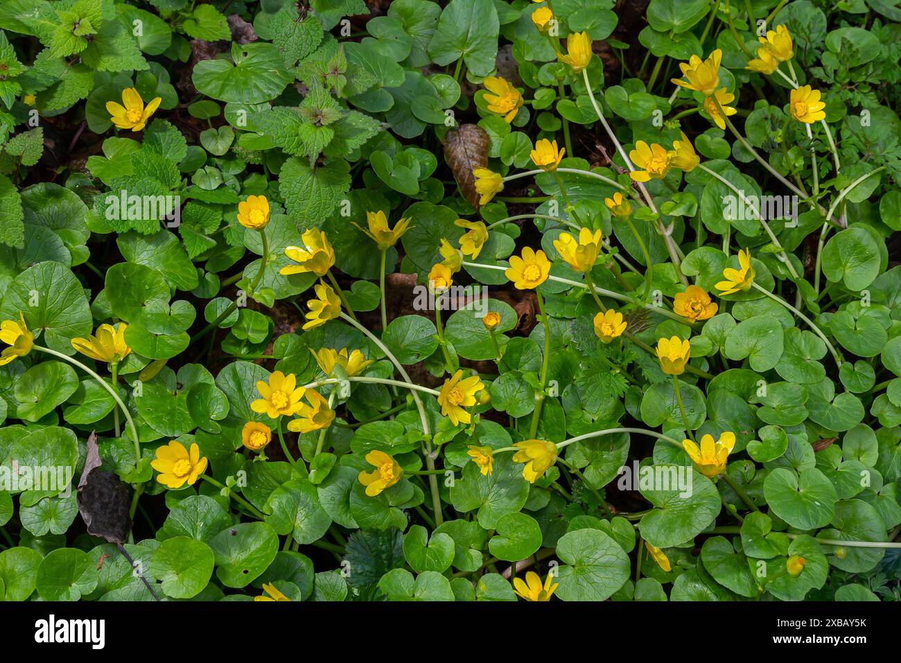 ranunculus ficaria verna pilewort lesser celandine Stock Photo - Alamy