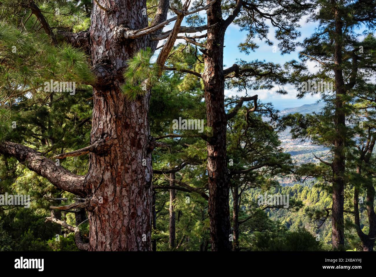 Impressive trunk of Canarian pines with an enormous size, La Palma ...
