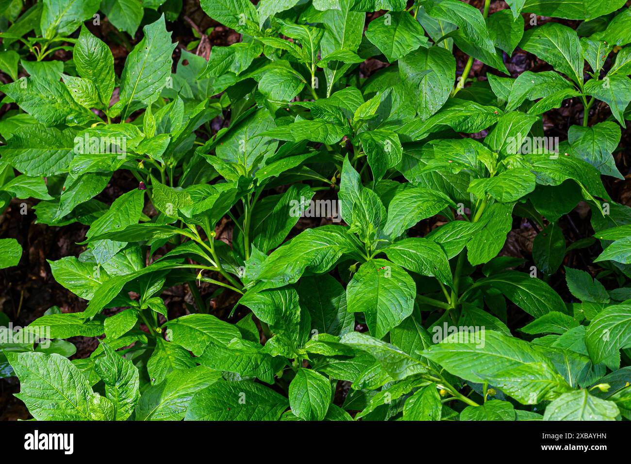 Scopolia carniolica, the European scopolia or henbane bell, is a ...
