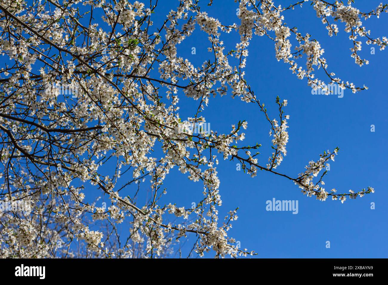 Prunus Cerasifera Blooming white plum tree. White flowers of Prunus ...
