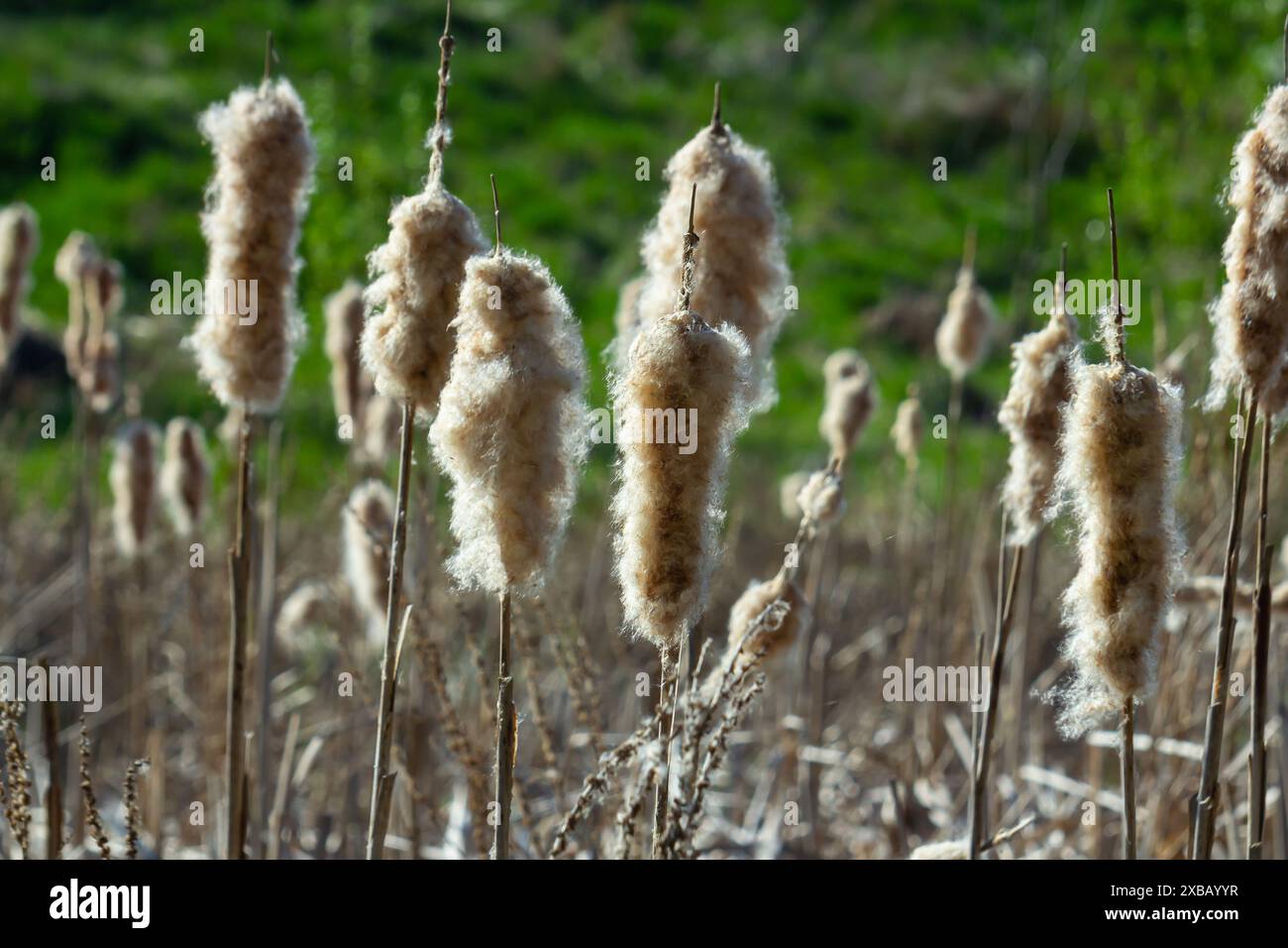 Swamp cattails Typha angustifolia Broadleaf brown flowers in spring ...