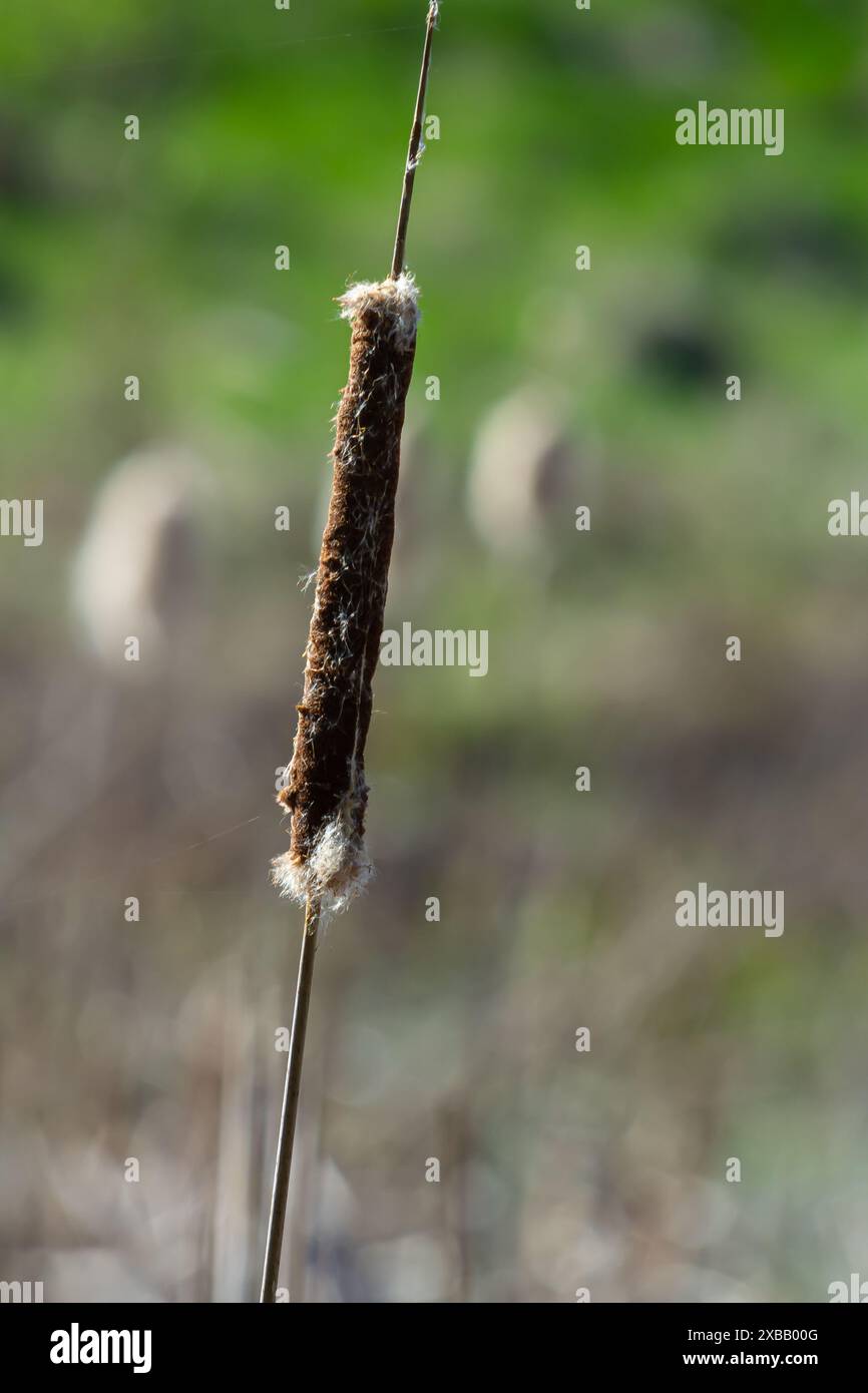 Swamp cattails Typha angustifolia Broadleaf brown flowers in spring ...