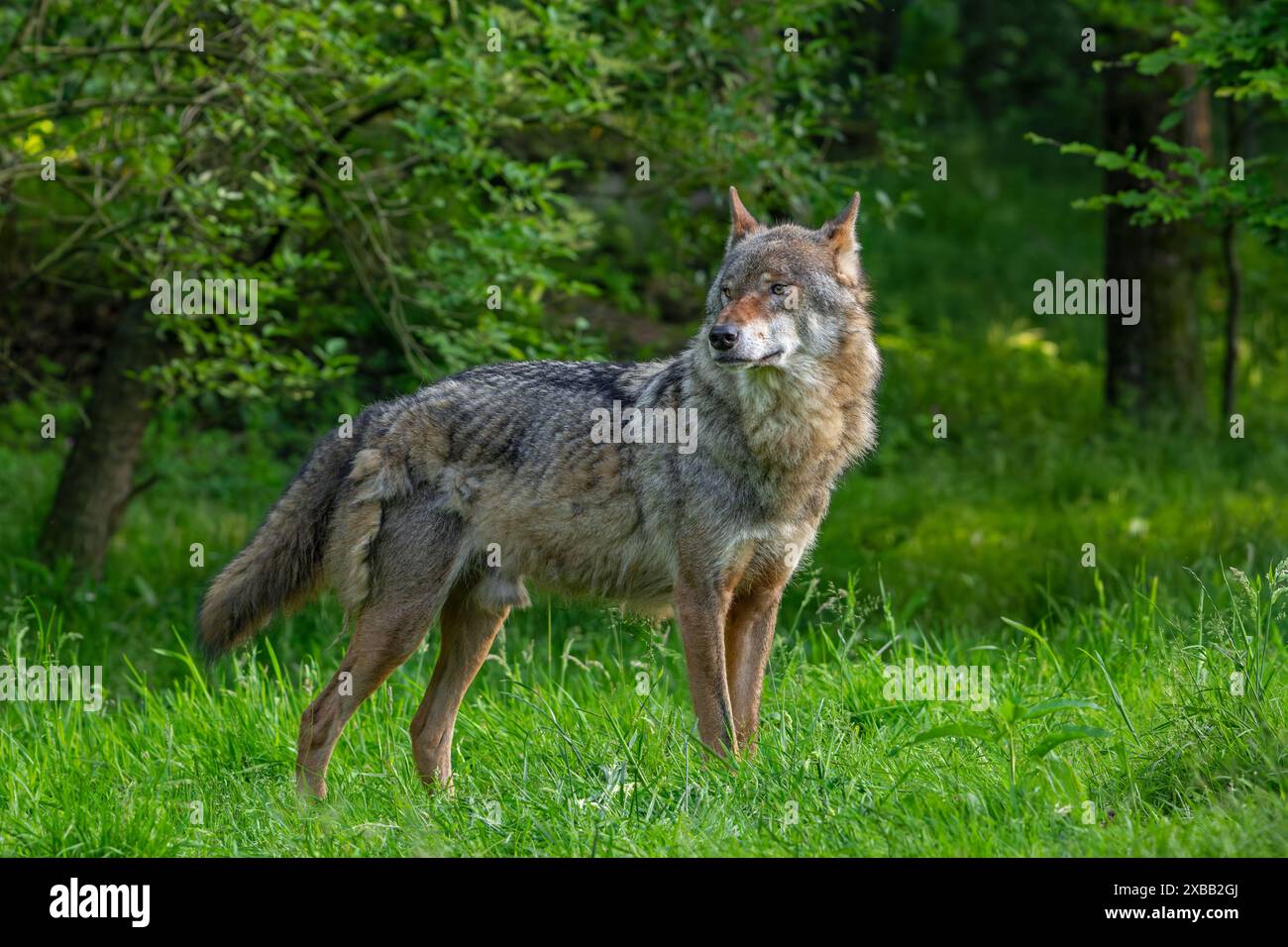Moulting / molting Eurasian wolf / grey wolf (Canis lupus lupus ...