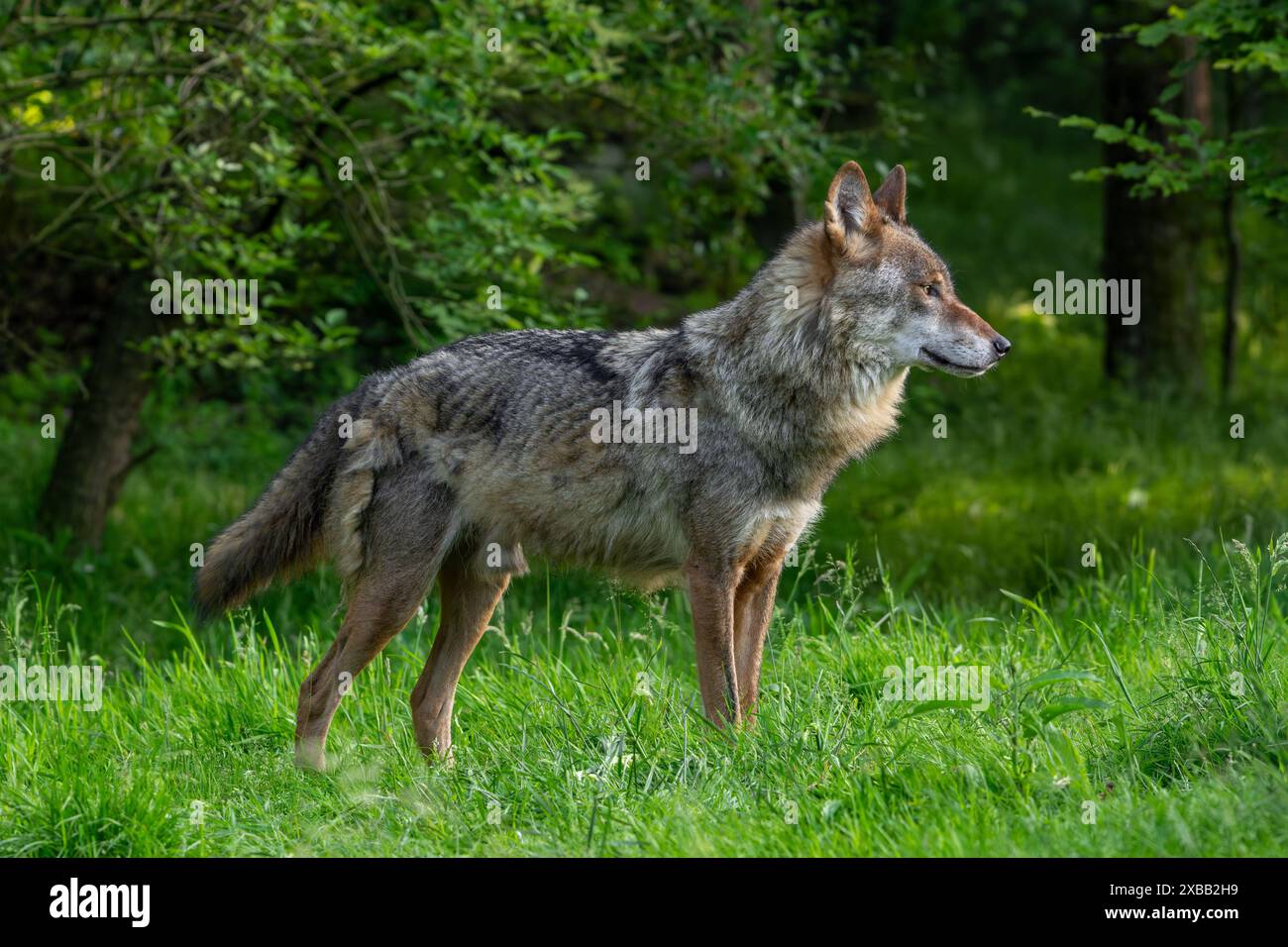 Moulting / molting Eurasian wolf / grey wolf (Canis lupus lupus ...