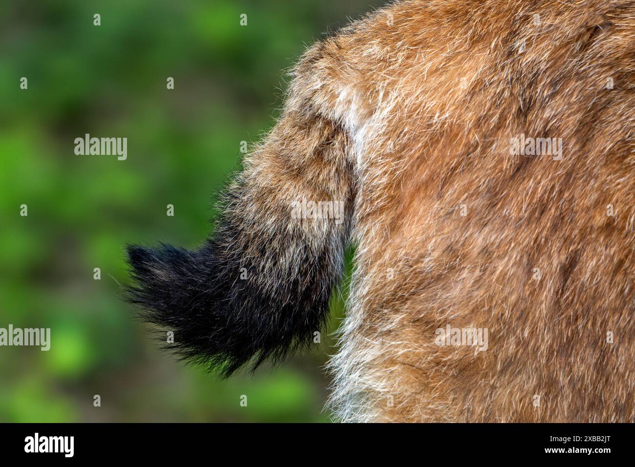 Eurasian lynx (Lynx lynx) close-up of tail with black tip and fur Stock ...