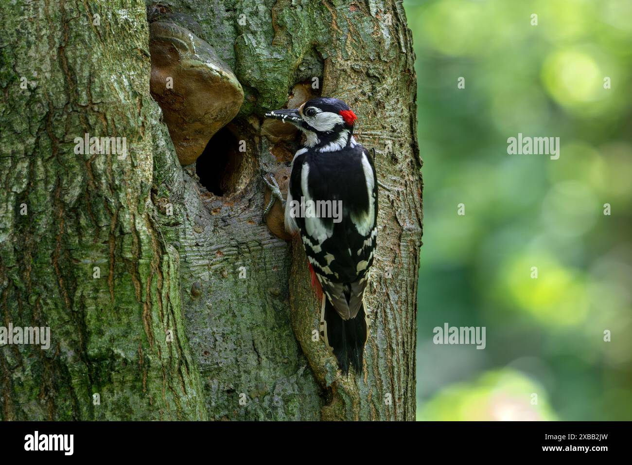 Great spotted woodpecker (Dendrocopos major) adult male at nest ...