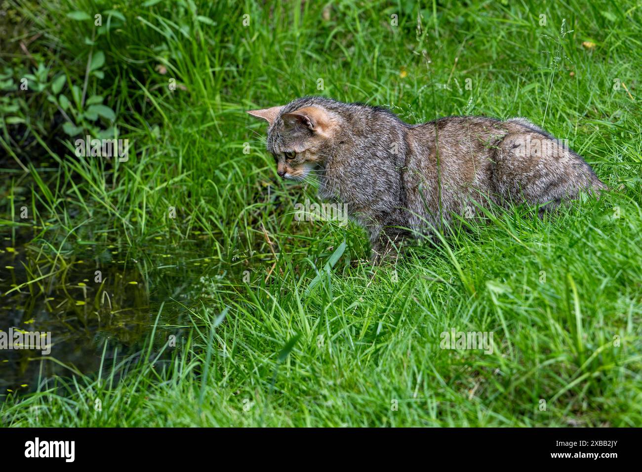 Hunting European wildcat / wild cat (Felis silvestris silvestris ...