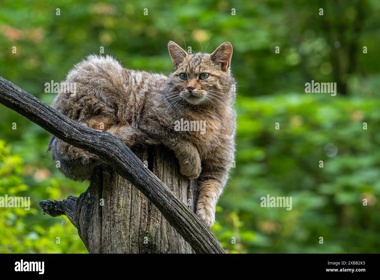 European wildcat / wild cat (Felis silvestris silvestris) resting on ...