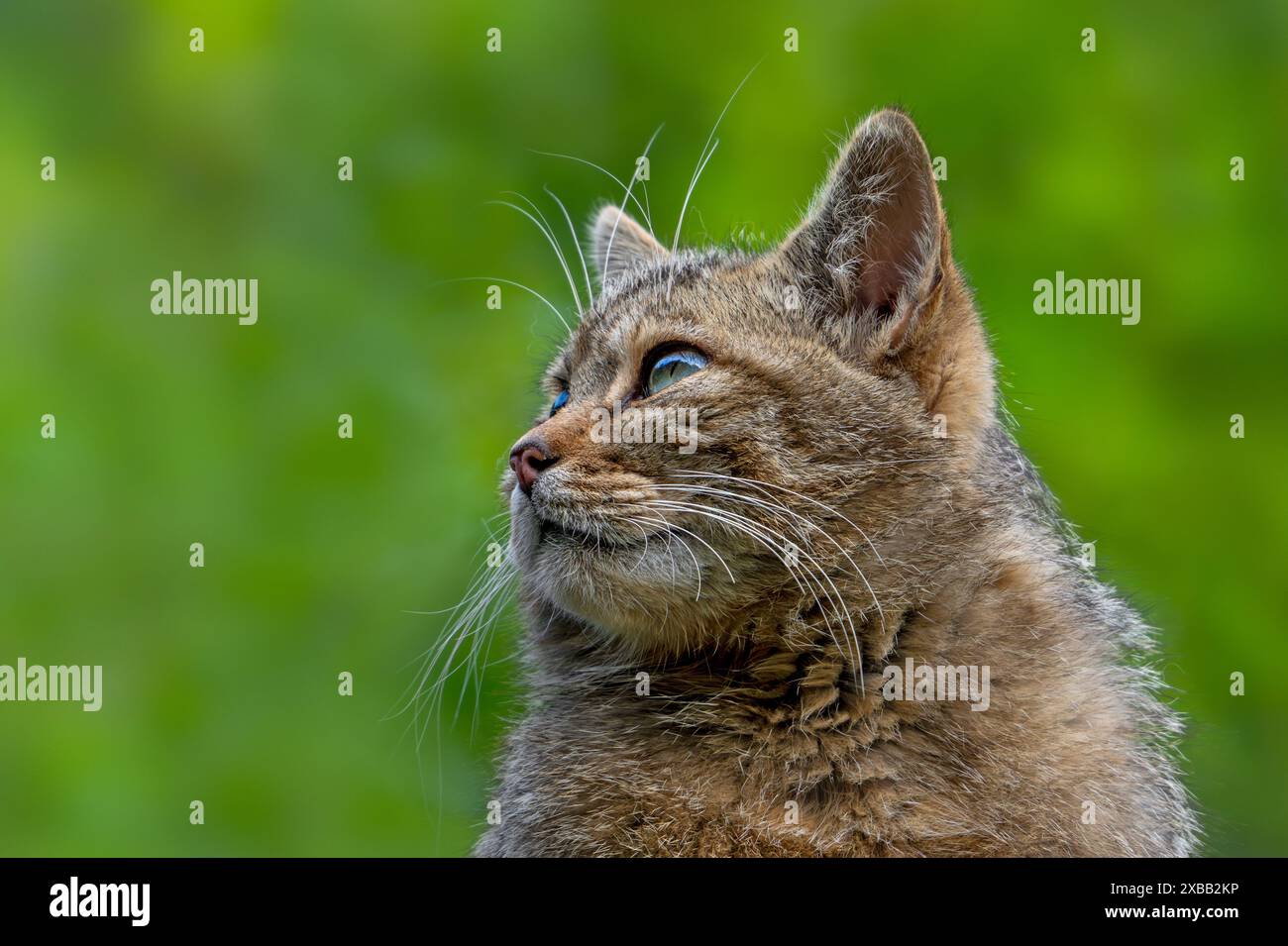 European wildcat / wild cat (Felis silvestris silvestris) close-up ...