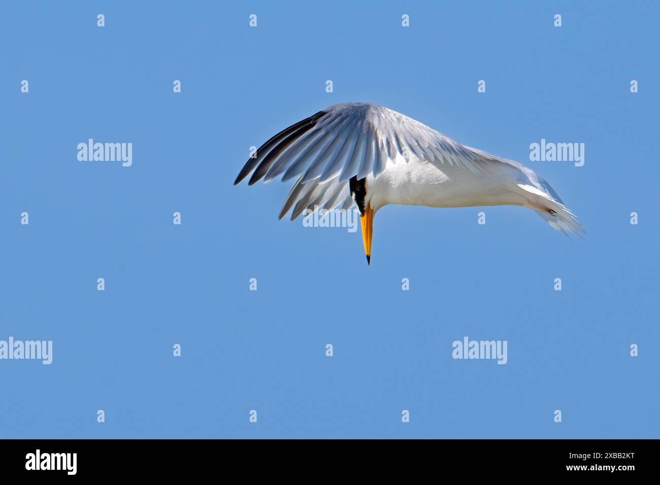 Little tern sternula albifrons hovering hi-res stock photography and ...