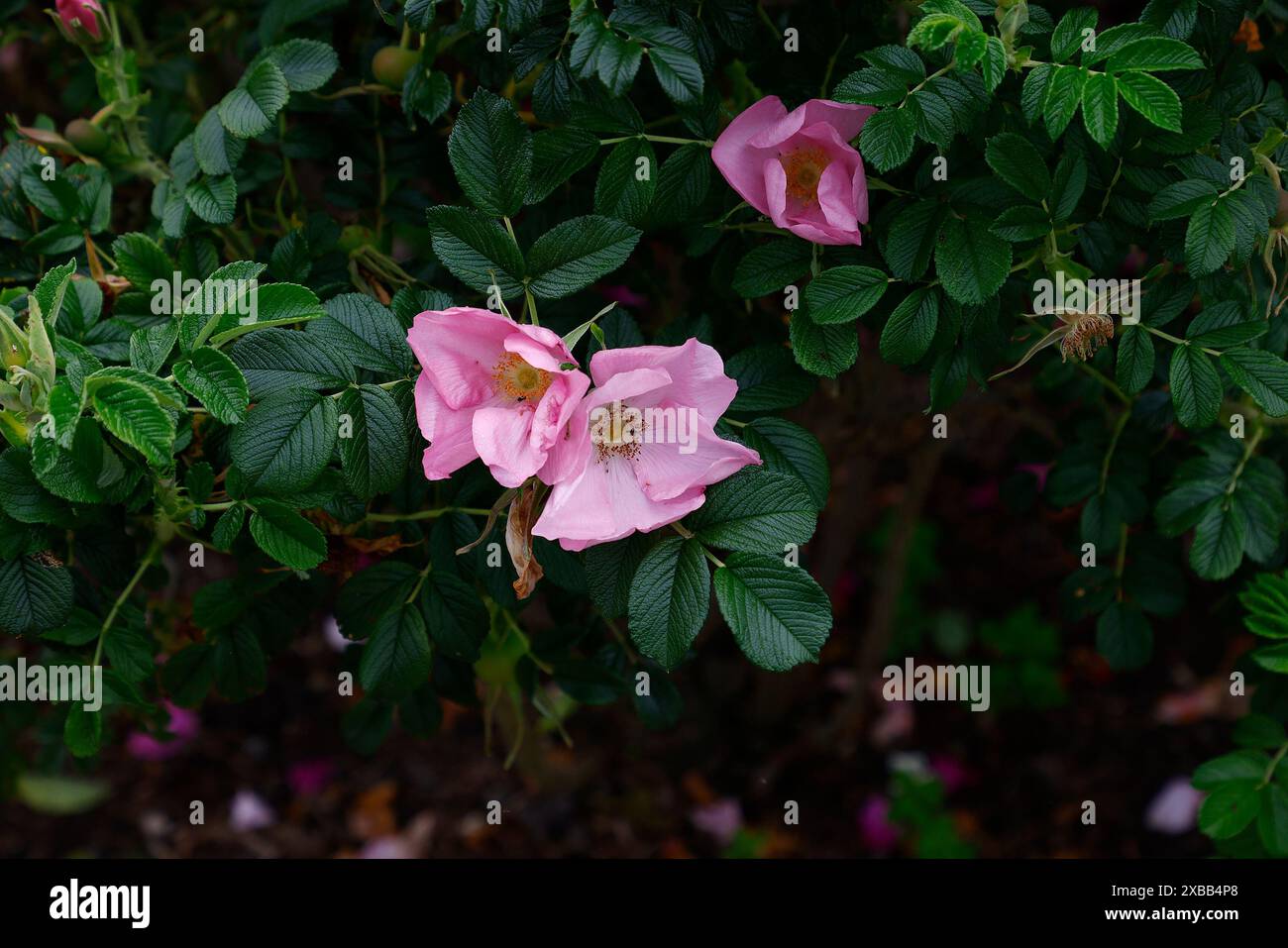 Closeup of the pale rose pink single flowers of the summer flowering ...