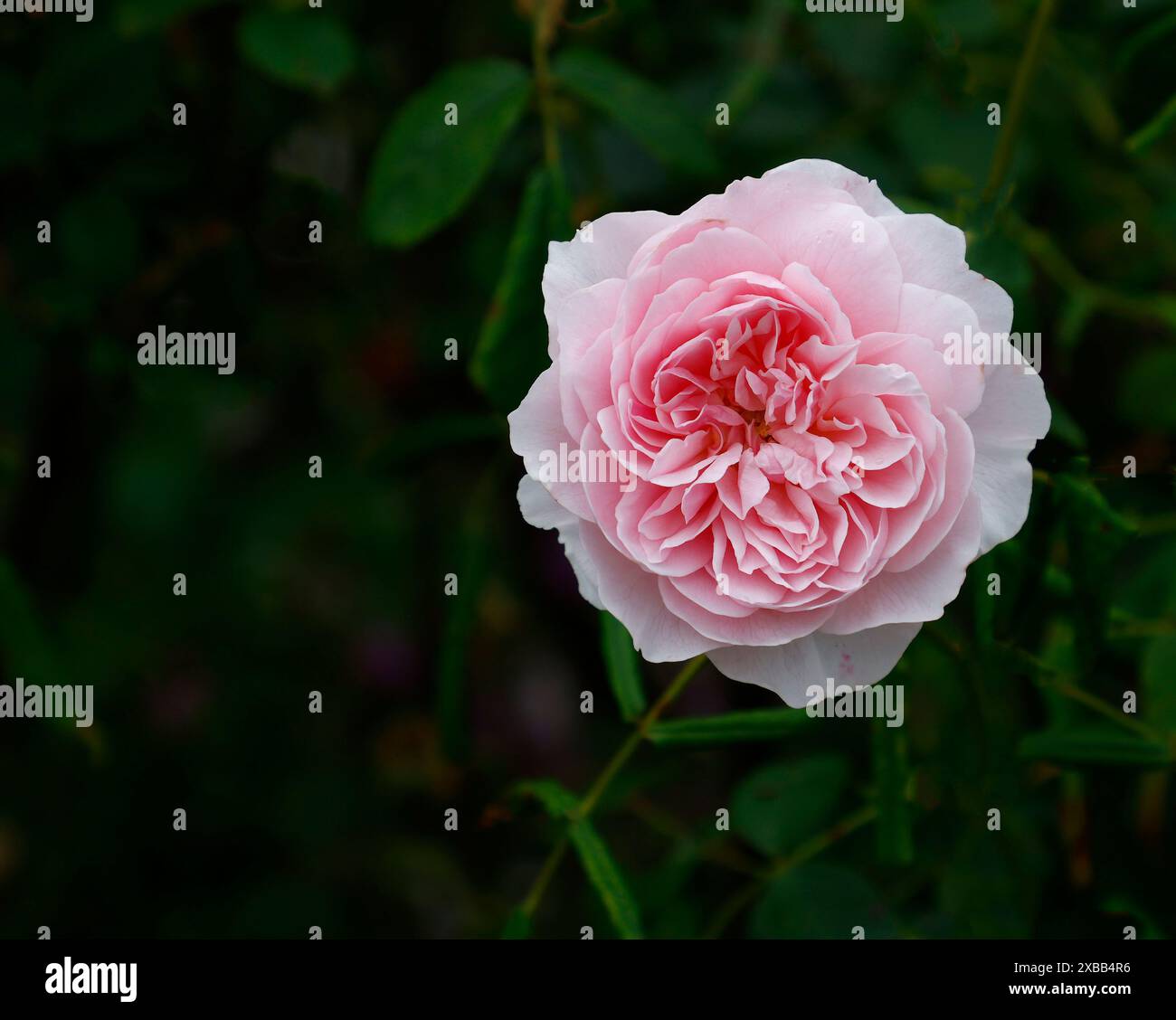 Closeup of the pale pink flower of the repeat flowering David Austin ...