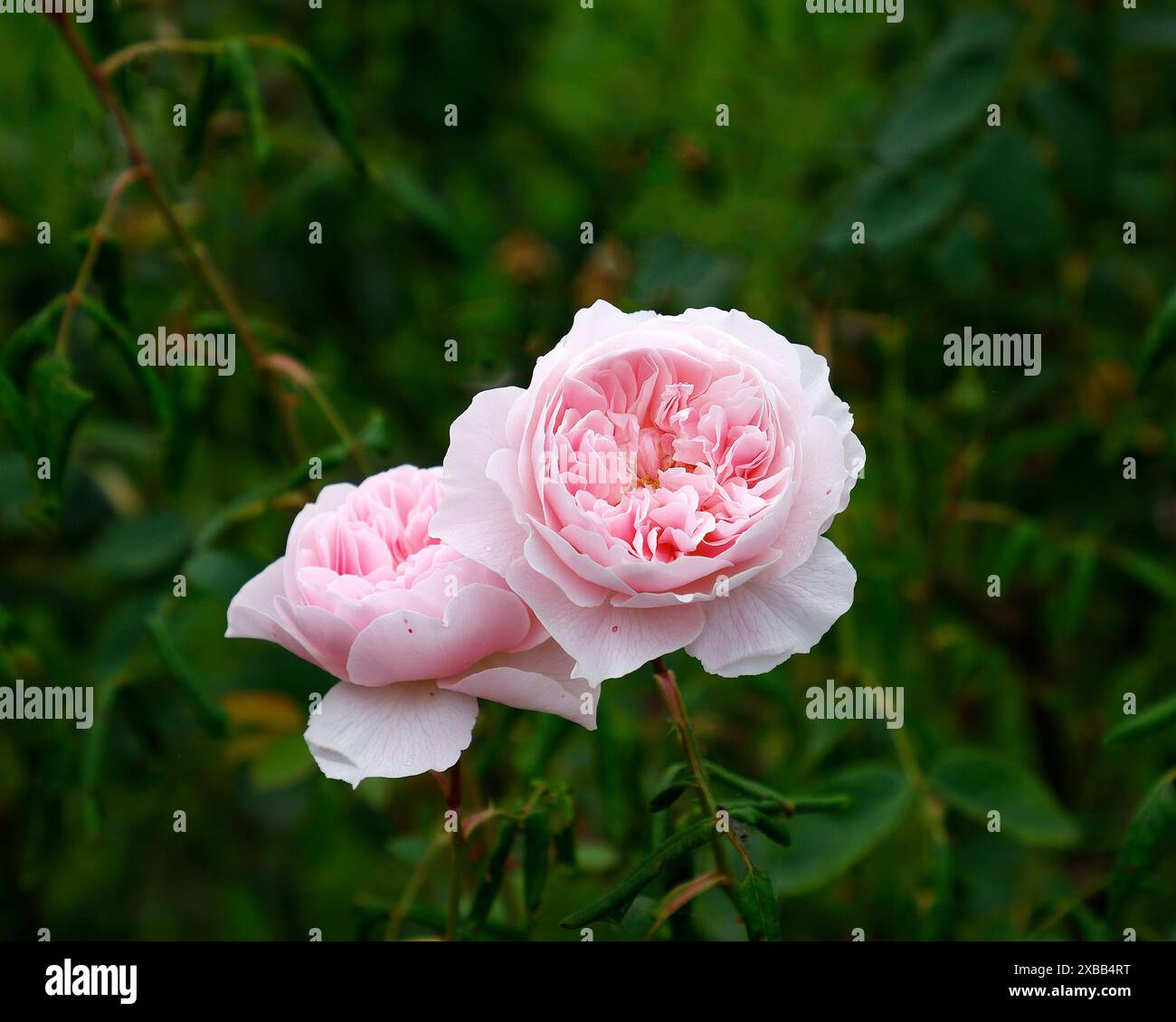 Closeup of the pale pink flower of the repeat flowering David Austin ...