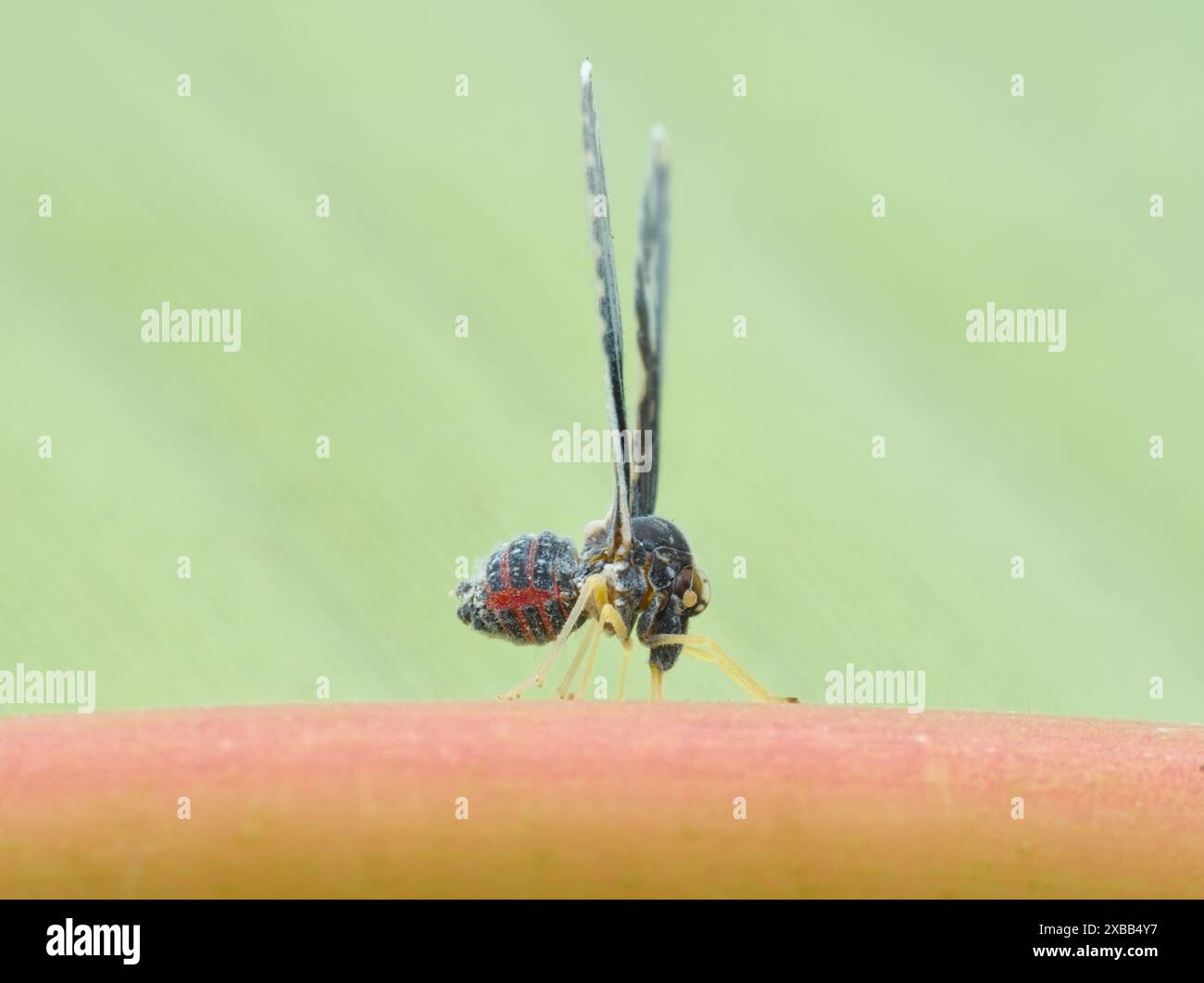 Derbid planthopper on the banana leaf Stock Photo - Alamy