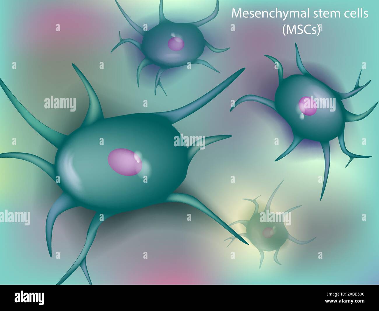 Mesenchymal Stem Cells Or Mscs Are Stromal Cells Cells Bone Marrow
