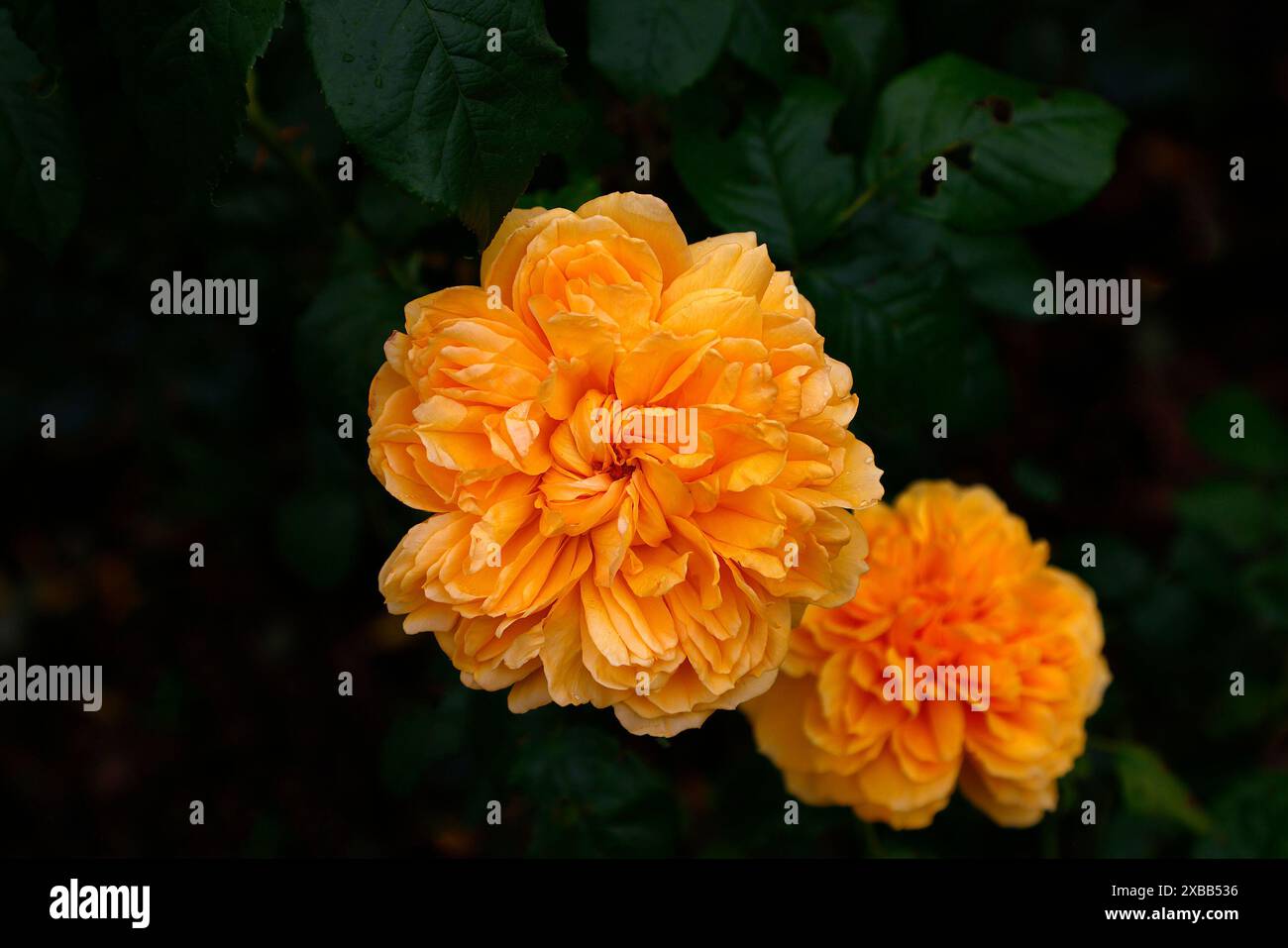 Closeup of the golden yellow-orange flower of the repeat flowering ...
