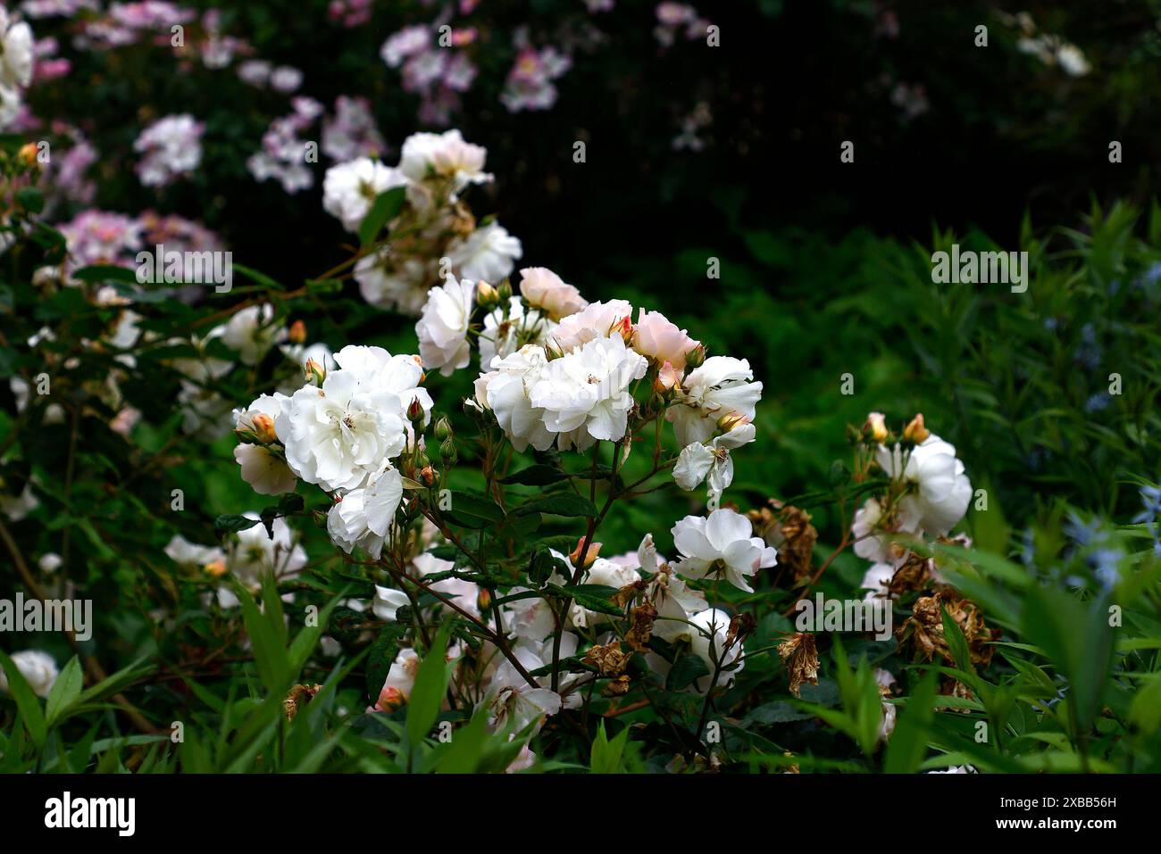 Closeup of the blush white flowers of the summer repeat flowering ...