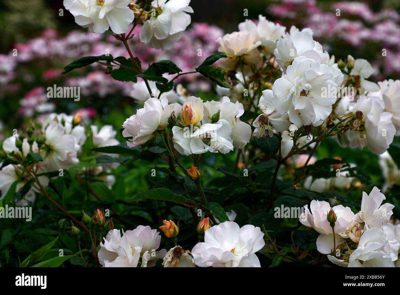 Closeup of the blush white flowers of the summer repeat flowering ...