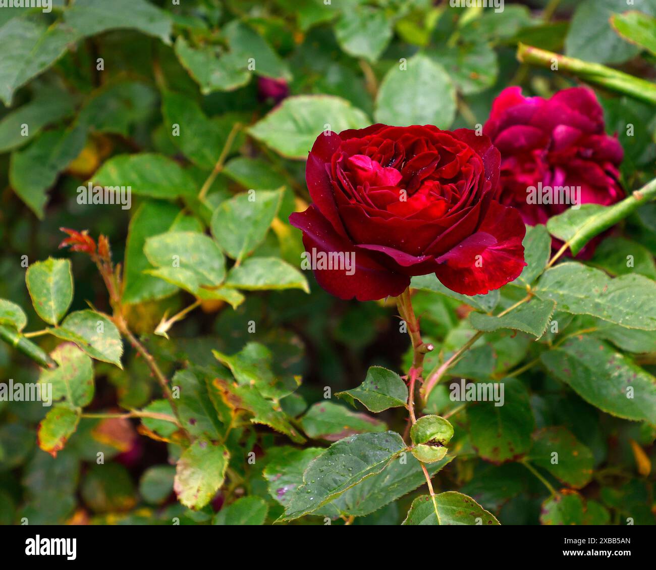 Munstead wood hi-res stock photography and images - Alamy