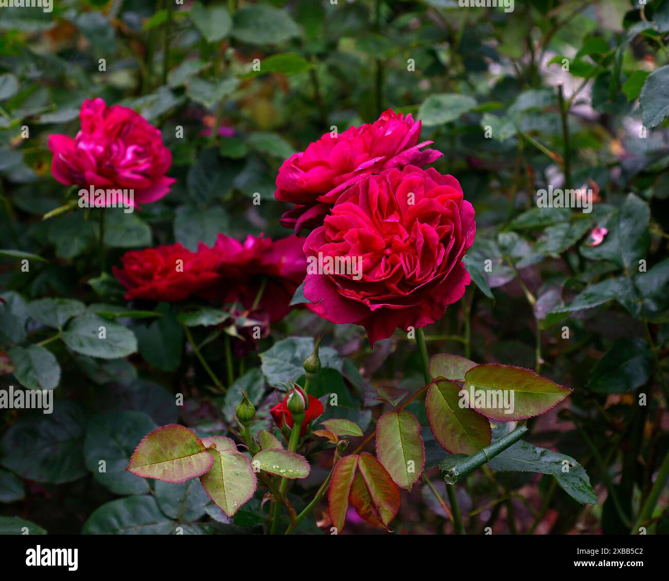 Closeup of the crimson red flowers of the summer flowering David Austin ...