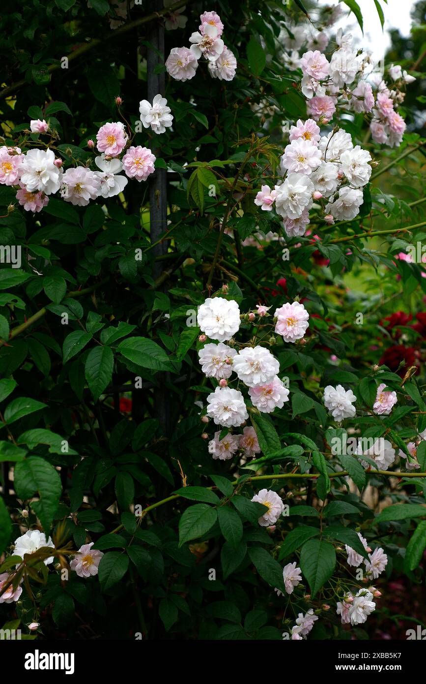 Closeup of the small blush pink flowers of the vigorous garden rambling ...