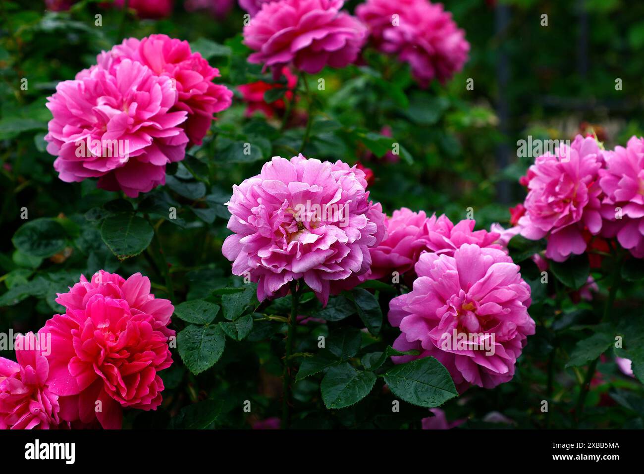 Closeup of the magenta pink double flowers of the summer repeat ...
