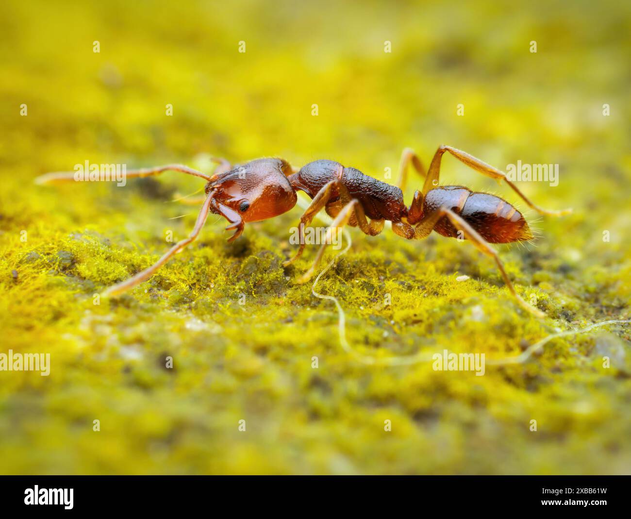 Mossy land hi-res stock photography and images - Alamy