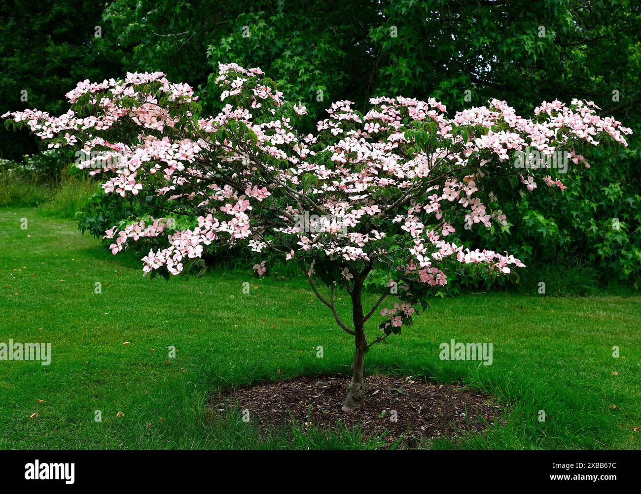 Closeup of the green and pink flowers of the small garden dogwood tree ...