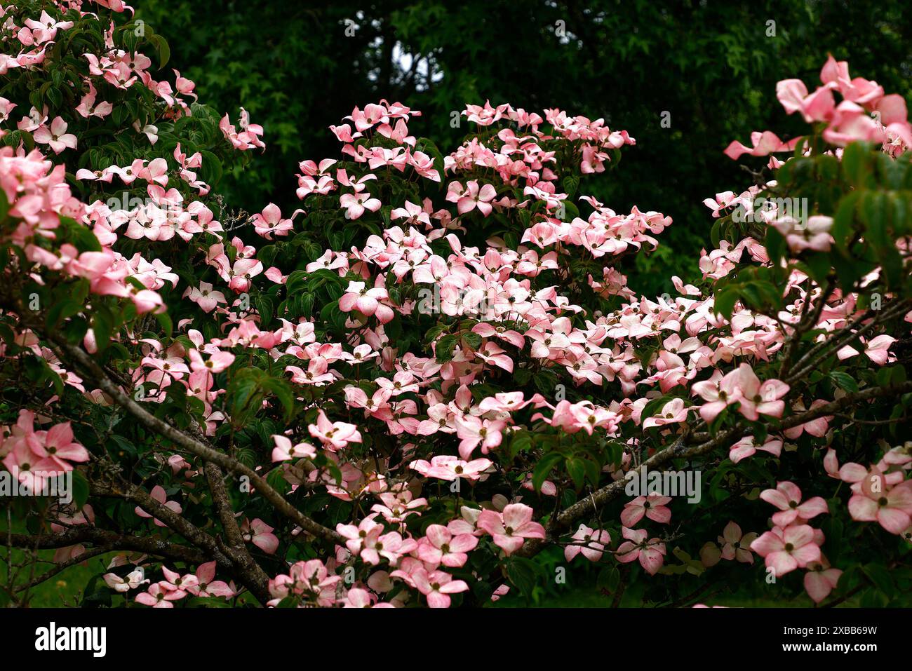 Cornus kousa hanros hi-res stock photography and images - Alamy