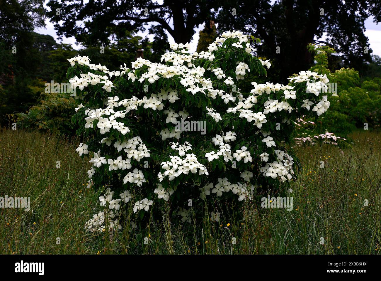 Closeup of the white flowers of the early summer flowering small garden ...