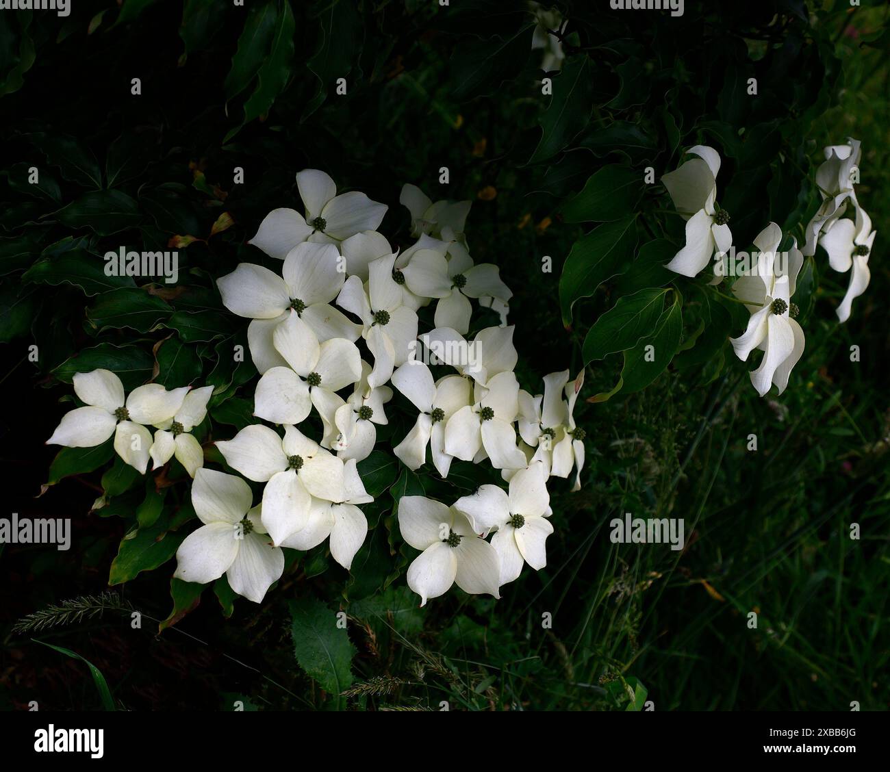 Closeup of the white flowers of the early summer flowering small garden ...