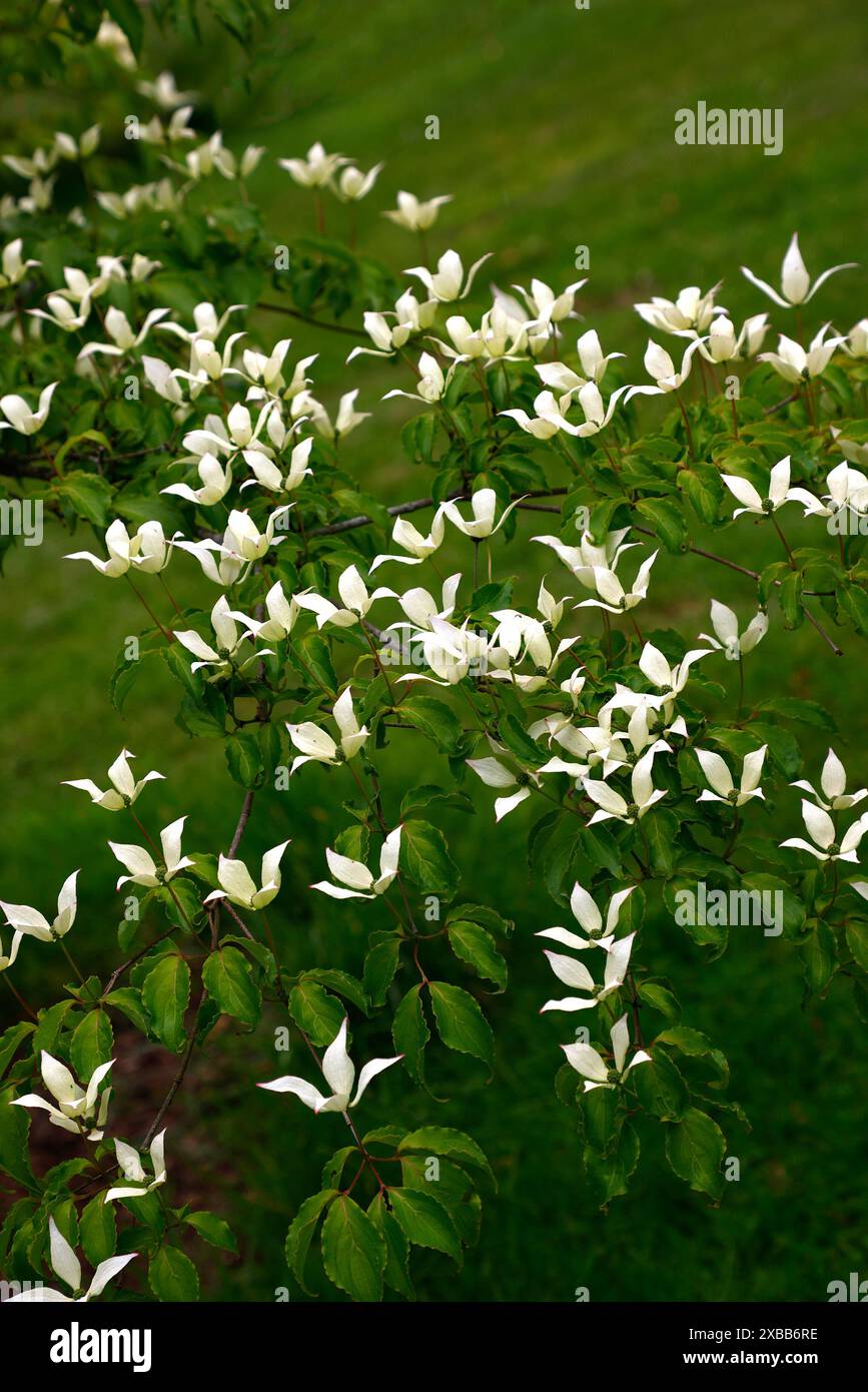 Tsukuba no mine kousa dogwood hi-res stock photography and images - Alamy